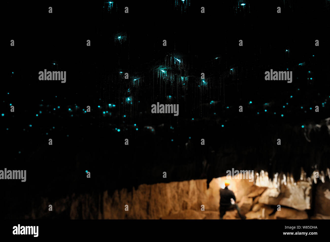 Bioluminescent Fungus gnat (Arachnocampa luminosa) larvae on cave roof ...
