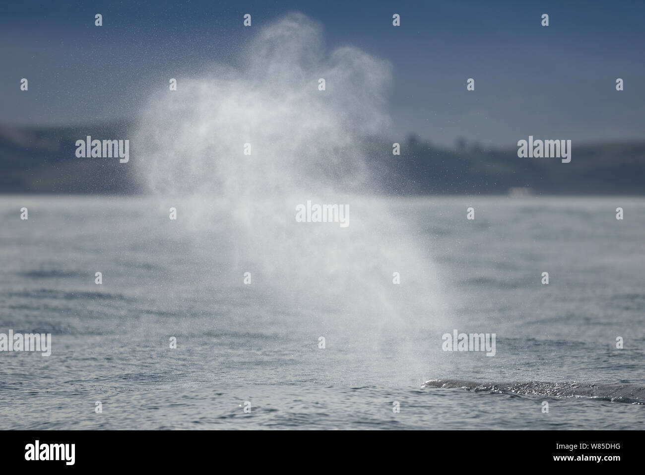 Sperm whale (Physeter macrocephalus / catodon) blowing / spouting ...