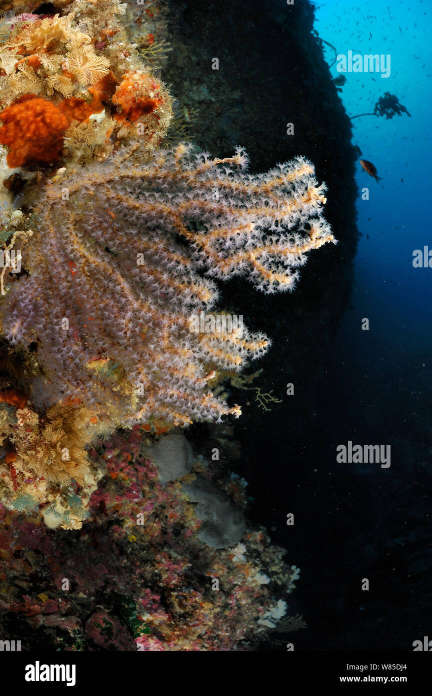 Gorgonia (Alcyonacea / Gorgonacea) on underwater cliff face, Poor ...