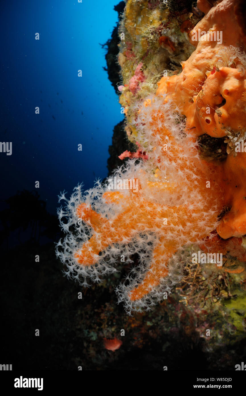 Alcyoniidae Stock Photos & Alcyoniidae Stock Images - Alamy