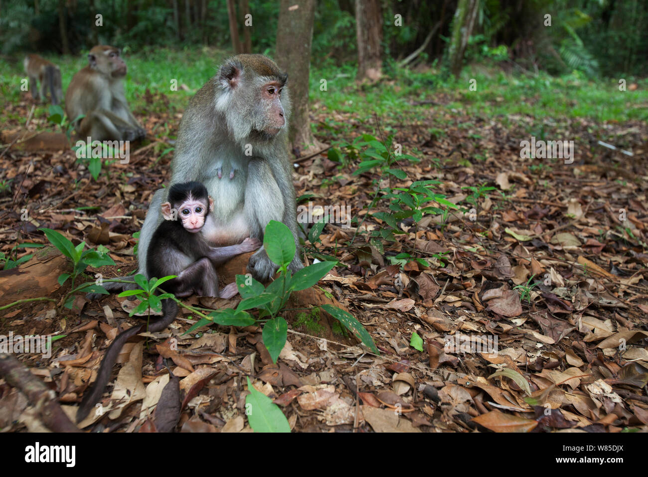 Long-tailed macaque (Macaca fascicularis) female with a baby aged 2-4 ...