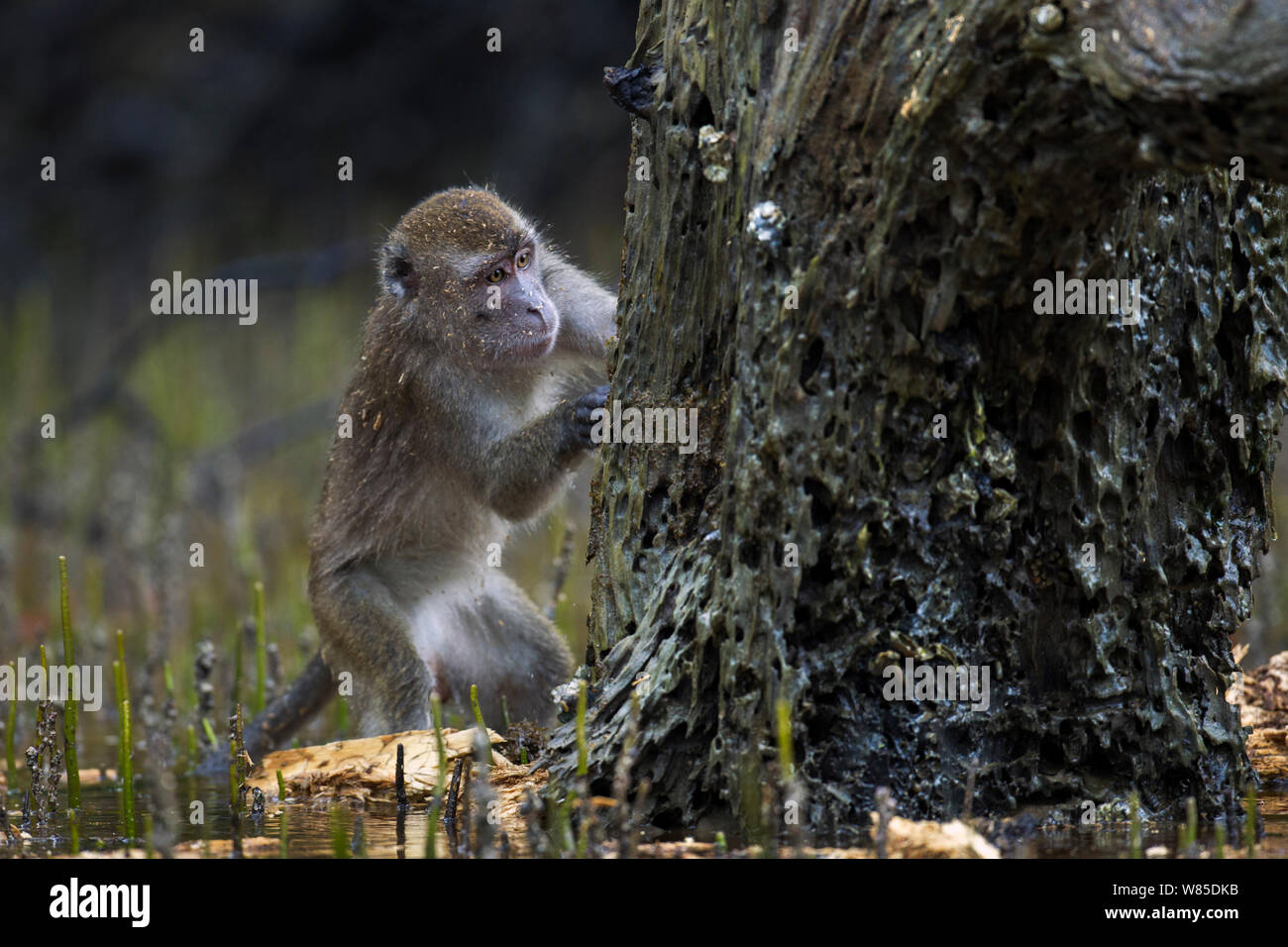 Long-tailed macaque (Macaca fascicularis) foraging for shell-fish and ...