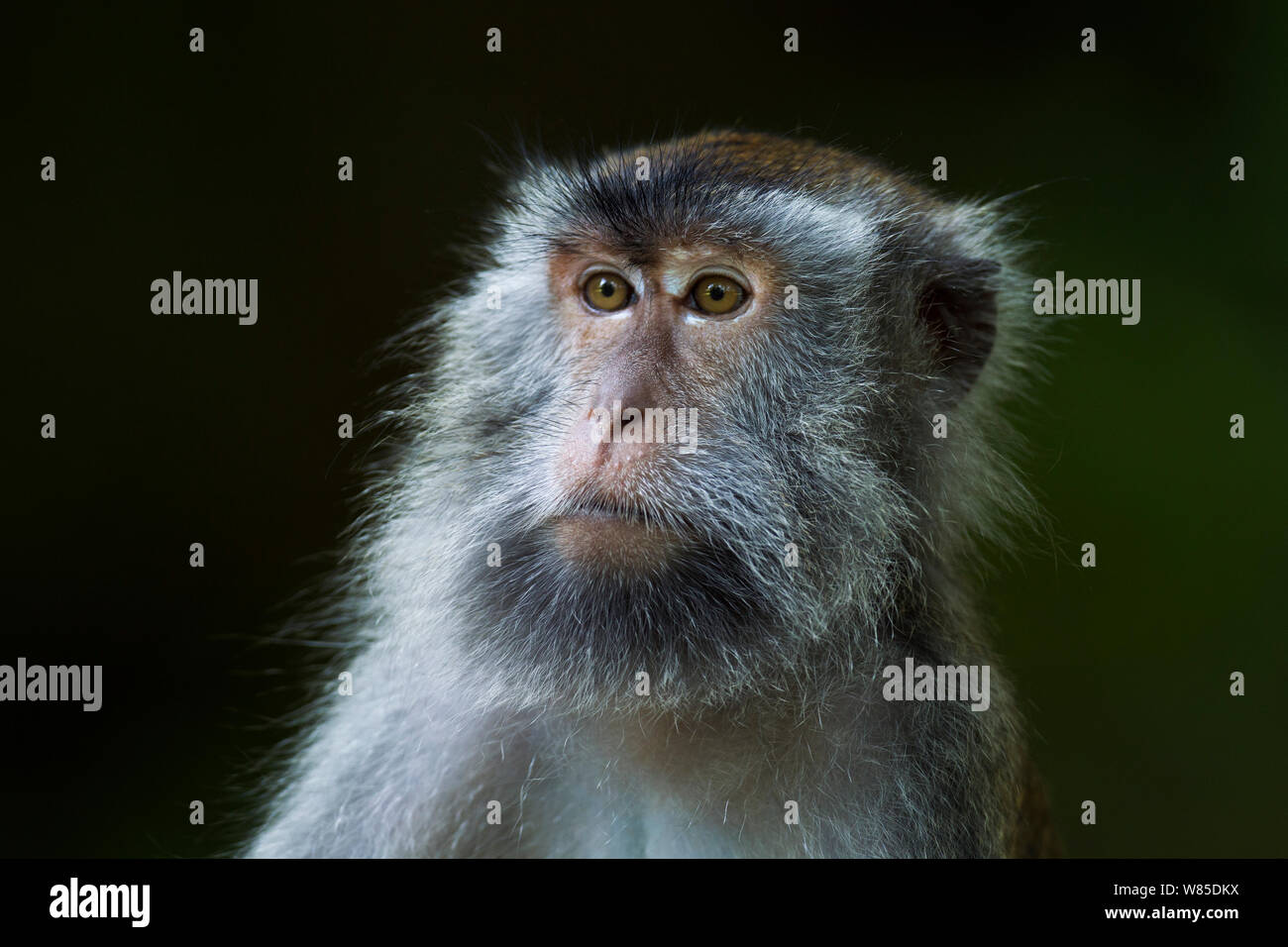 Long-tailed macaque (Macaca fascicularis) adult female head and ...