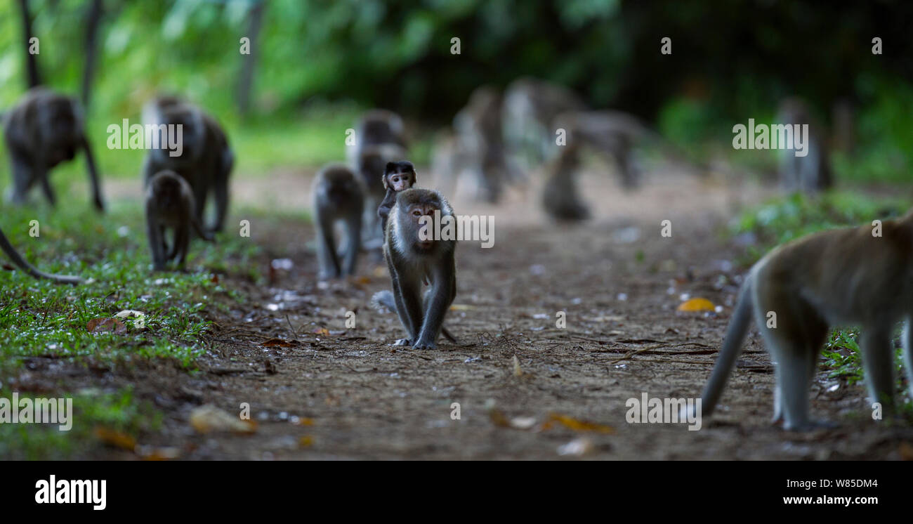 Long-tailed macaque (Macaca fascicularis) troop walking along a track ...