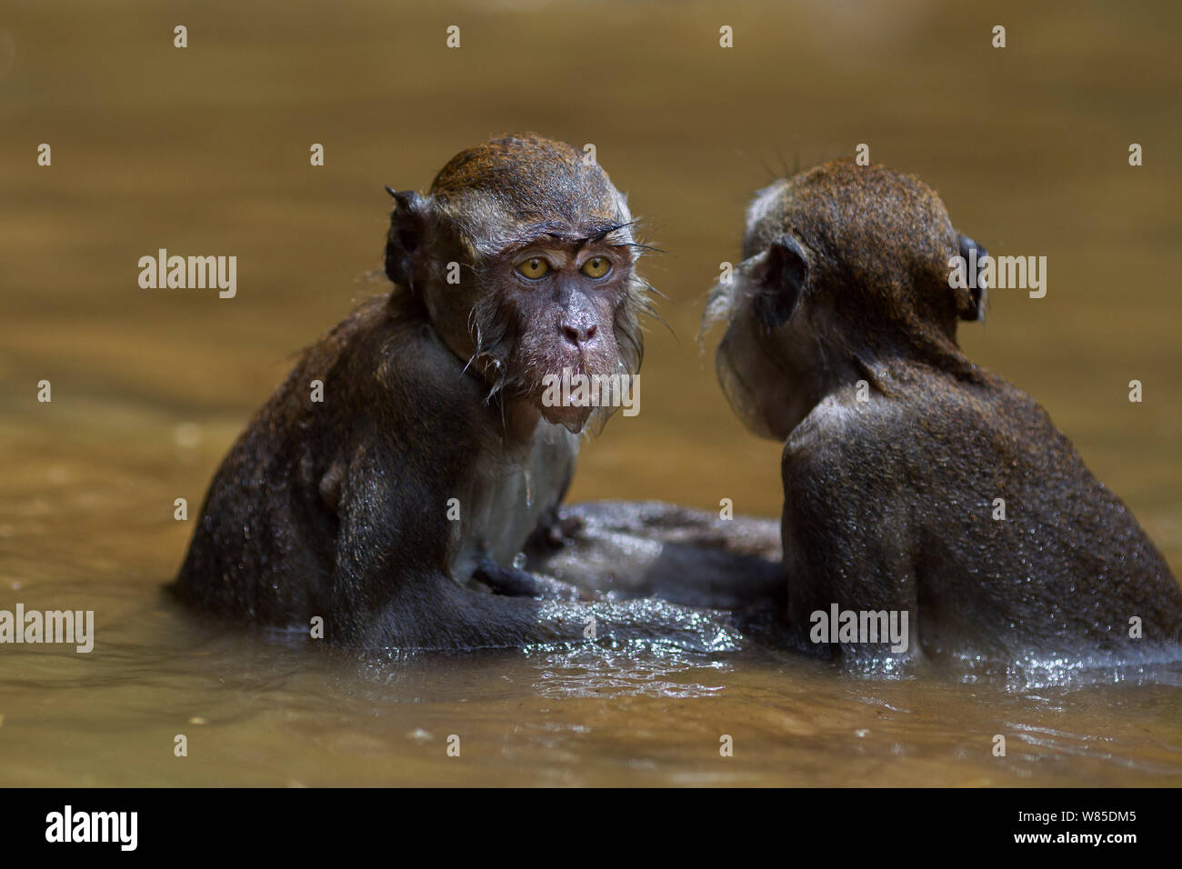 Long-tailed macaque (Macaca fascicularis) juveniles playing in a pool ...