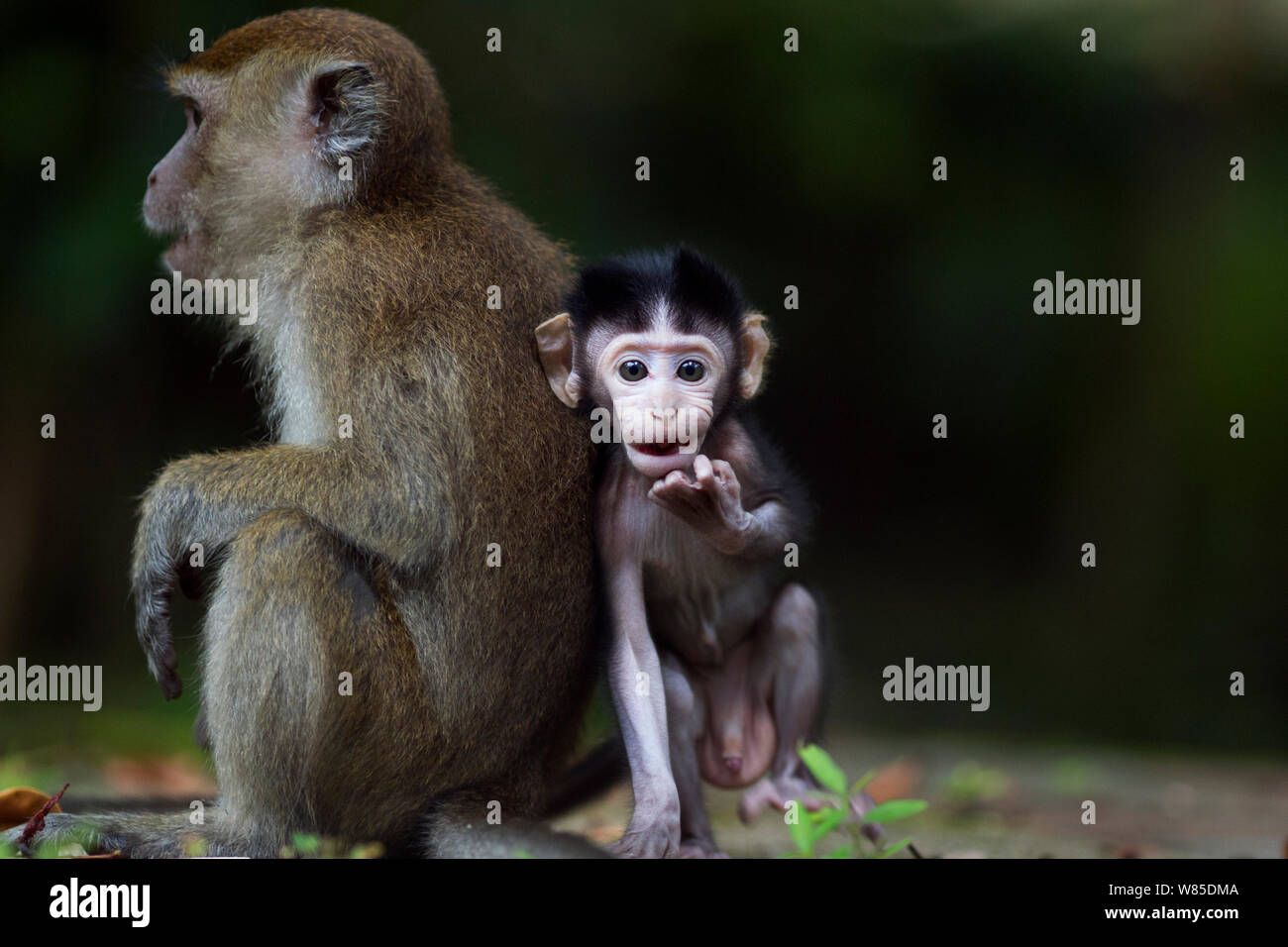 Long-tailed macaque (Macaca fascicularis) baby aged 2-4 weeks sitting ...