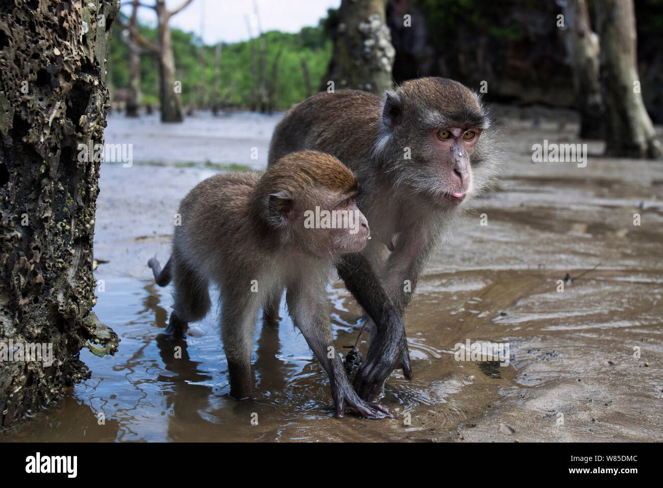 Long-tailed macaques (Macaca fascicularis) foraging for shell-fish in ...