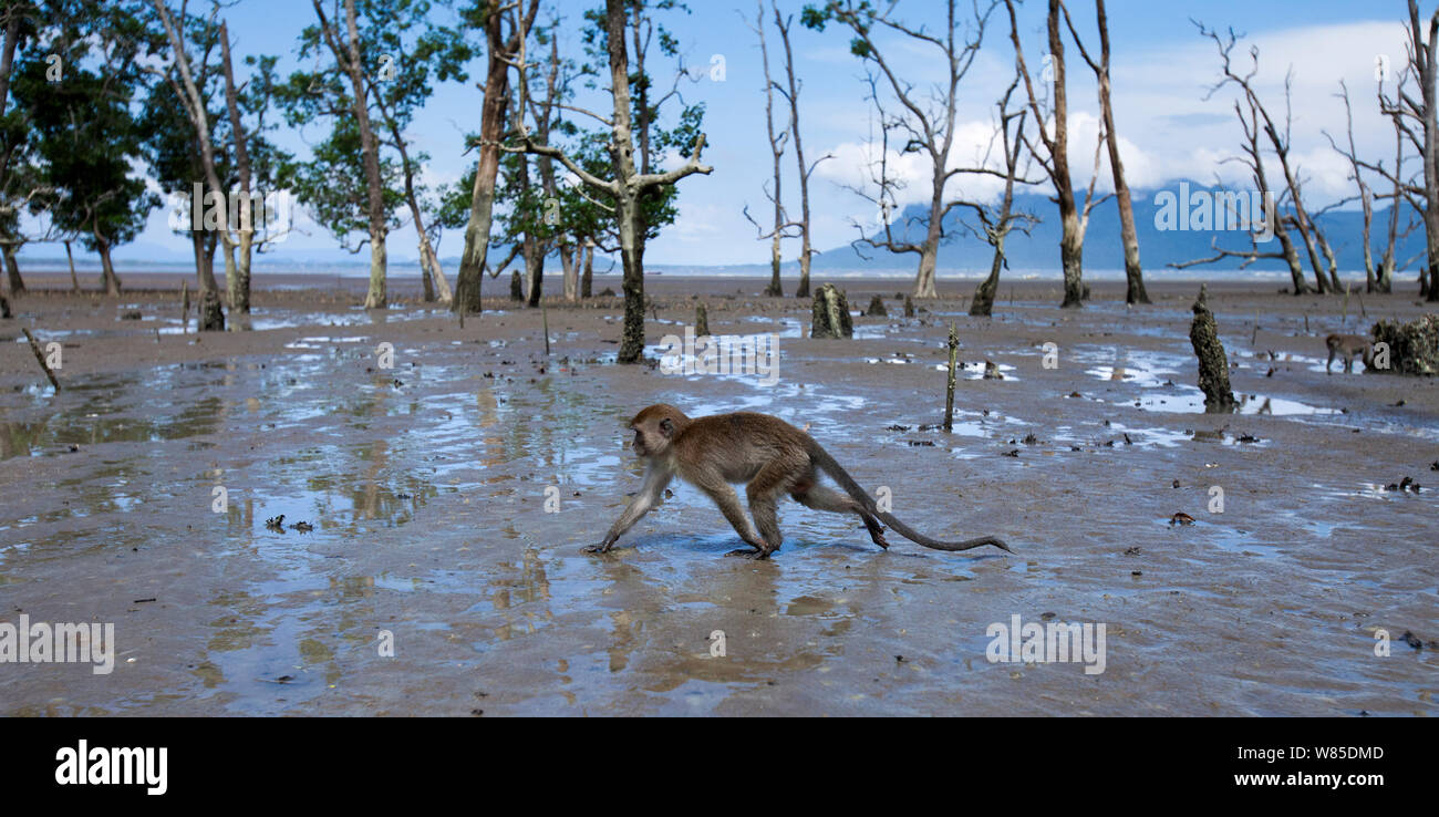 Long-tailed macaque (Macaca fascicularis) walking through the mudflats ...