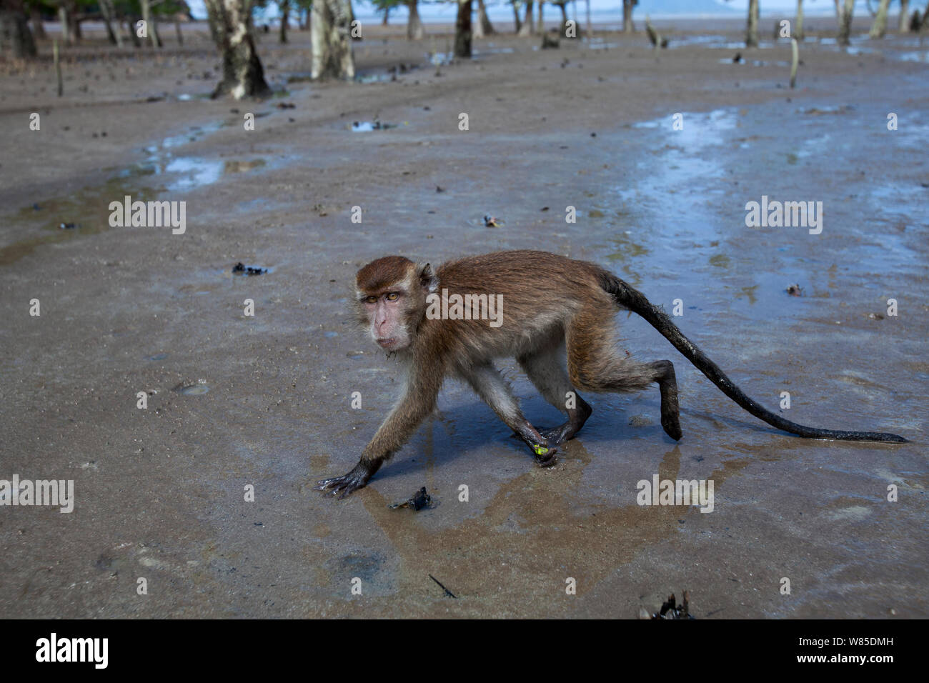 Long-tailed macaque (Macaca fascicularis) walking through the mudflats ...