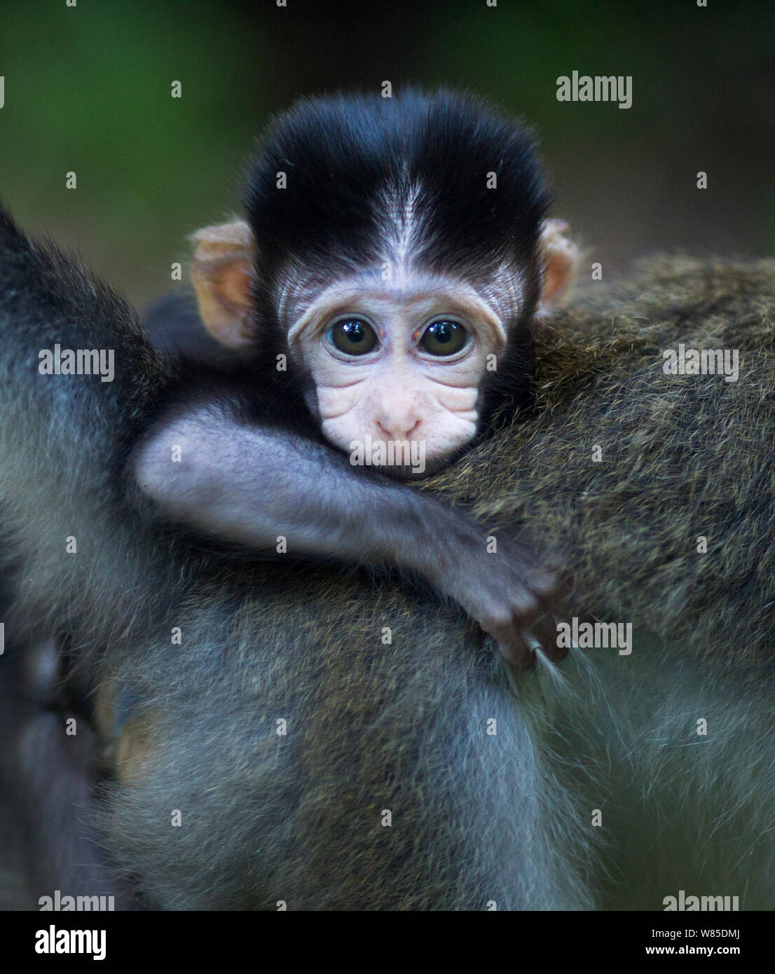 Long-tailed macaque (Macaca fascicularis) baby aged 2-4 weeks clinging ...