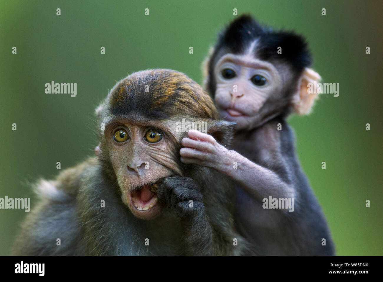 Long-tailed macaque (Macaca fascicularis) baby aged 2-4 weeks playing ...