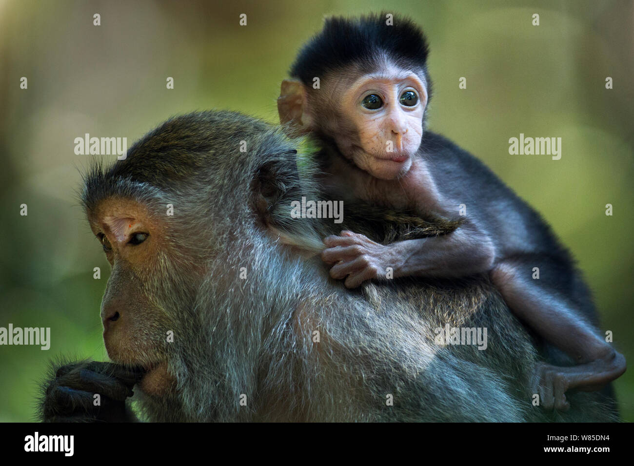 Long-tailed macaque (Macaca fascicularis) baby aged 2-4 weeks sitting ...