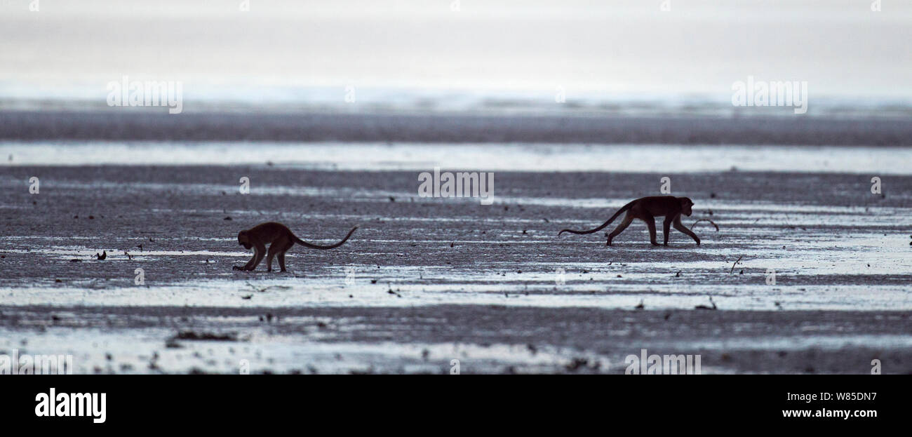 Long-tailed macaques (Macaca fascicularis) foraging on the mudflats at ...