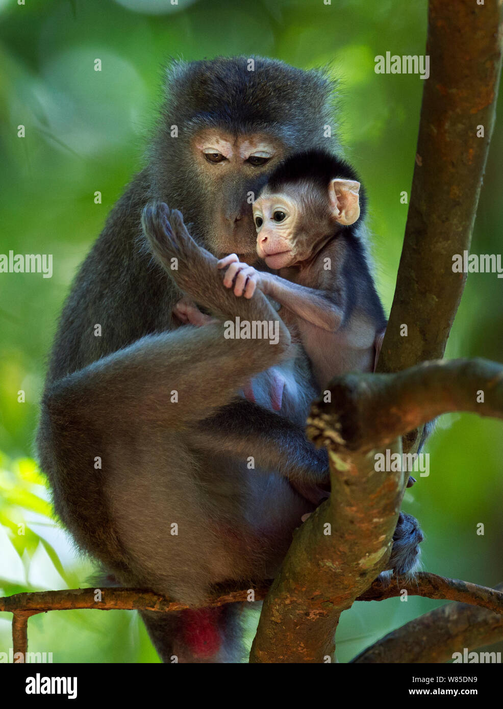 Long-tailed macaque (Macaca fascicularis) female and baby aged 2-4 ...
