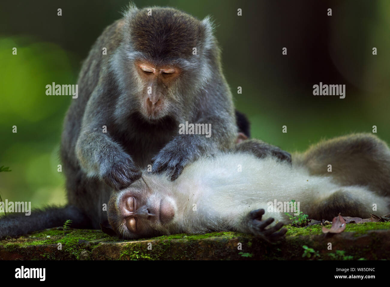 Long-tailed macaques (Macaca fascicularis) grooming. Bako National Park ...