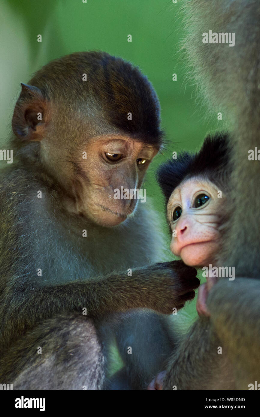 Long-tailed macaque (Macaca fascicularis) juveniles aged 9-12 months ...