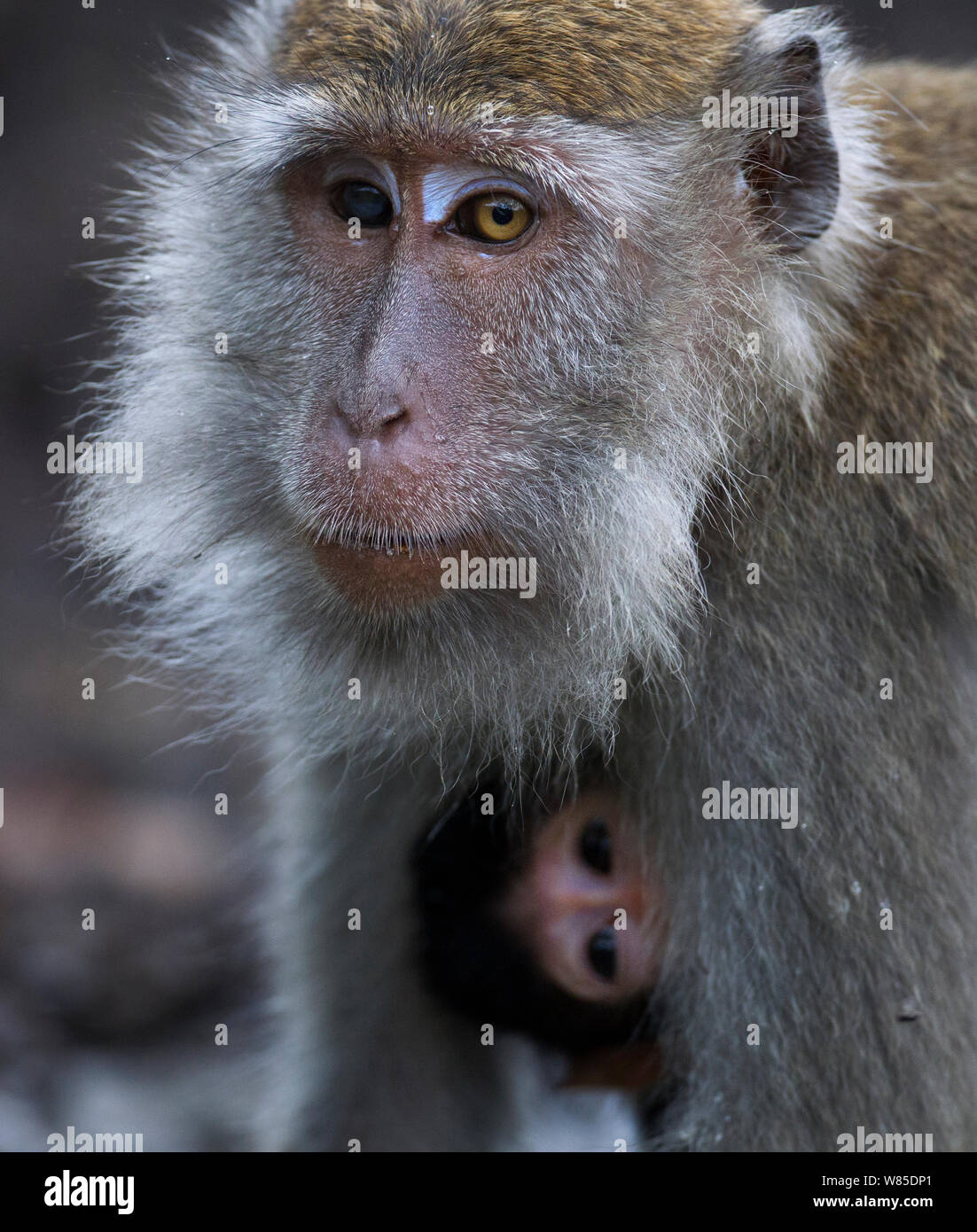 Long-tailed macaque (Macaca fascicularis) female carrying a baby aged 2 ...