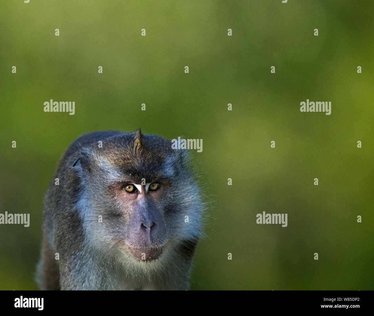 Long-tailed macaque (Macaca fascicularis) male walking head on ...