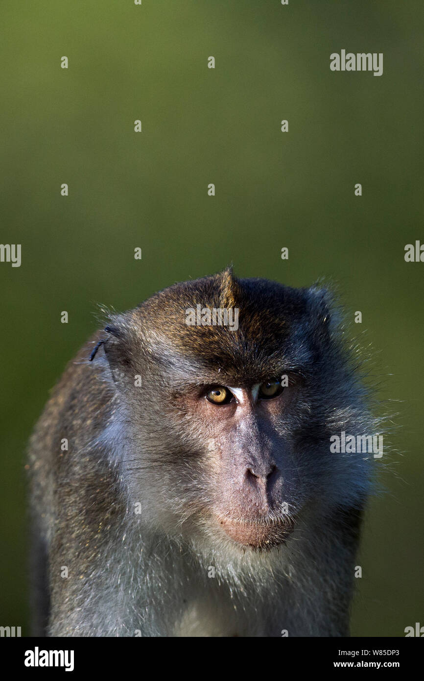 Long-tailed macaque (Macaca fascicularis) male walking head on ...