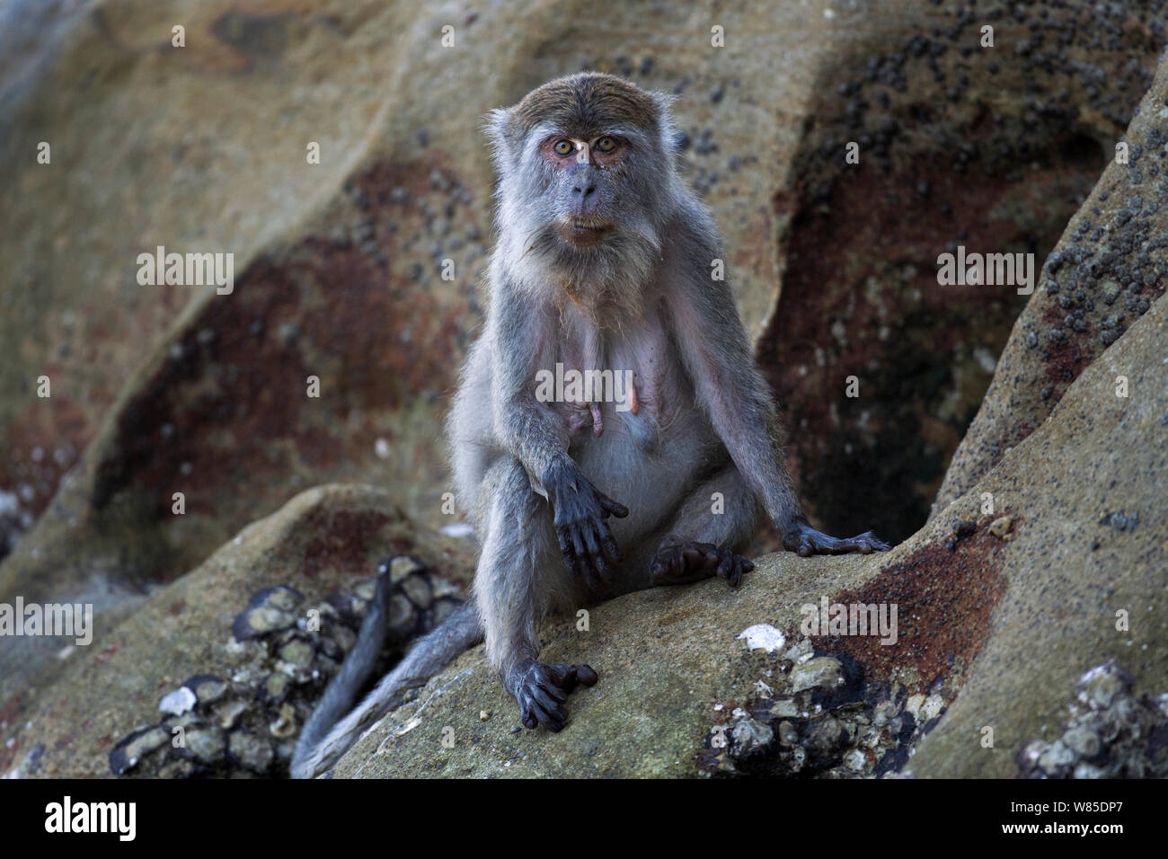 Long-tailed macaque (Macaca fascicularis) female sitting on a sandstone ...
