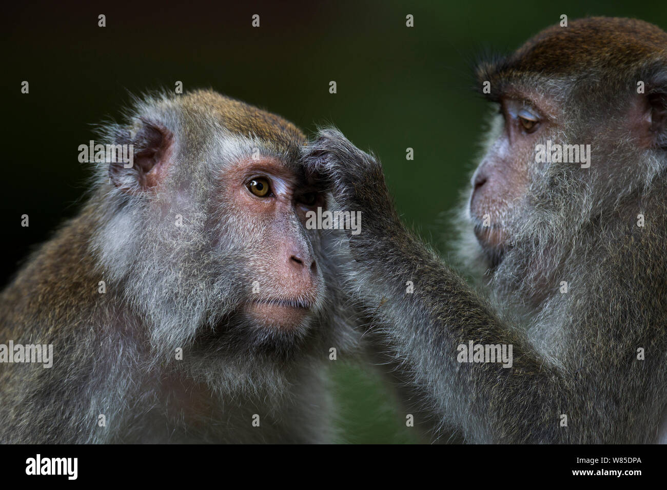 Long-tailed macaque (Macaca fascicularis) females grooming. Bako ...