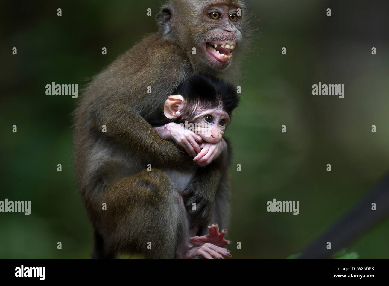 Long-tailed macaque (Macaca fascicularis) juvenile aged 12-18 months ...