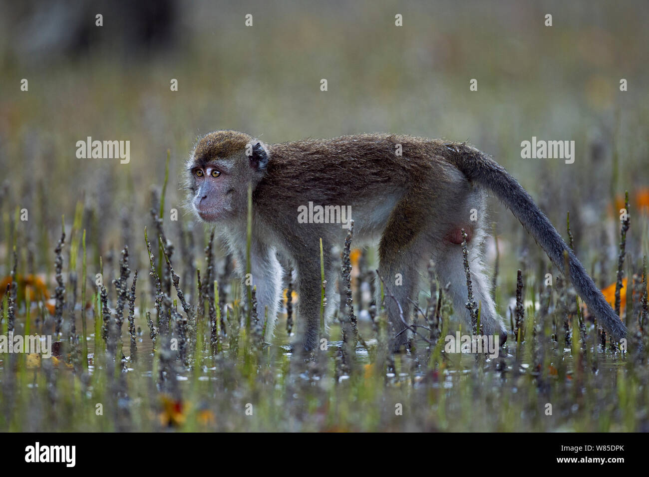 Long-tailed macaque (Macaca fascicularis) foraging in the mangrove ...