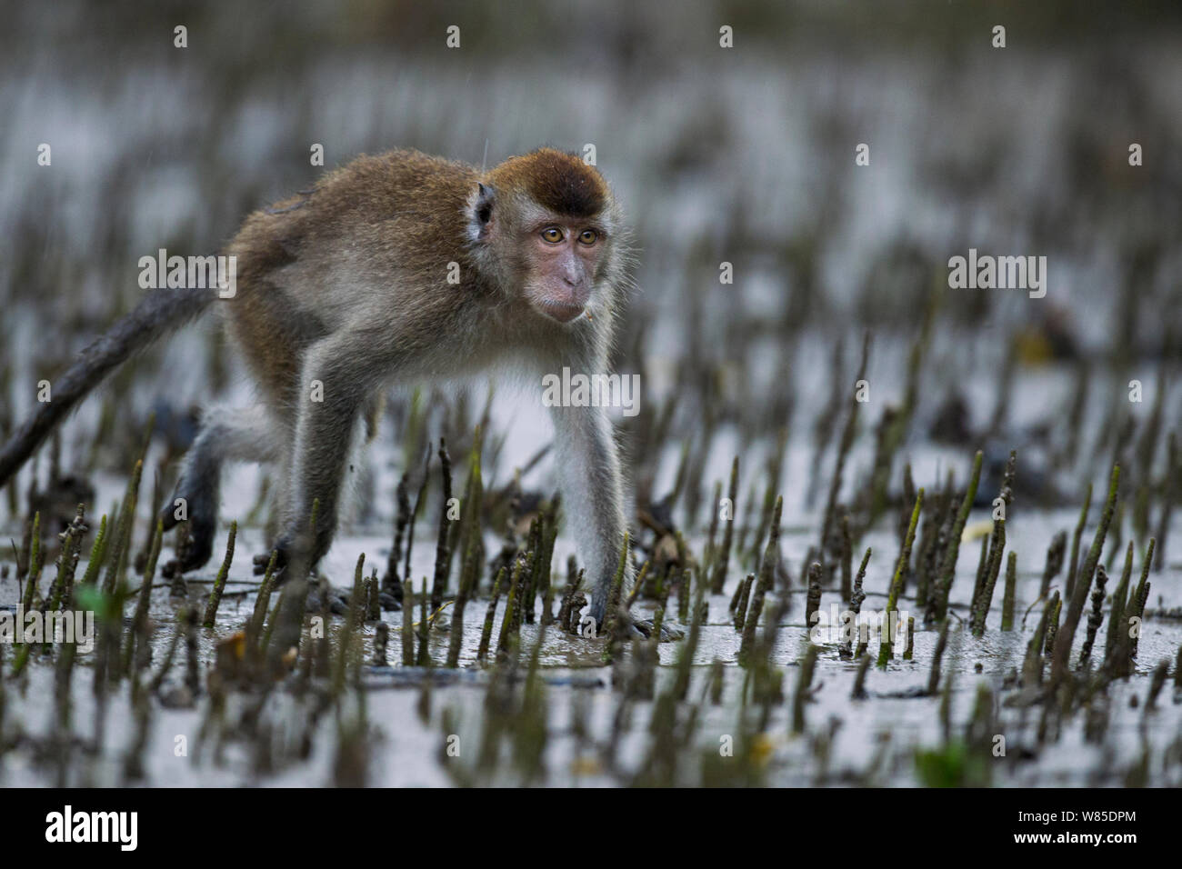 Long-tailed macaque (Macaca fascicularis) foraging in the mangrove ...