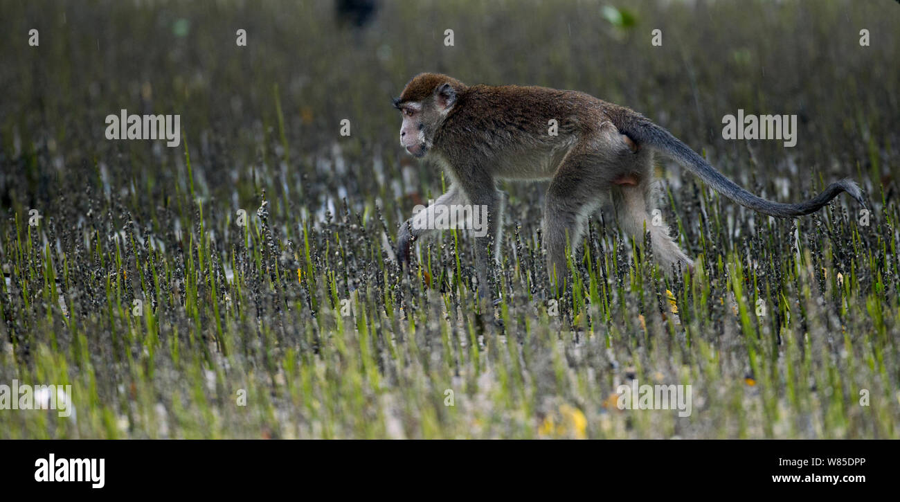 Long-tailed macaque (Macaca fascicularis) foraging in the mangrove ...
