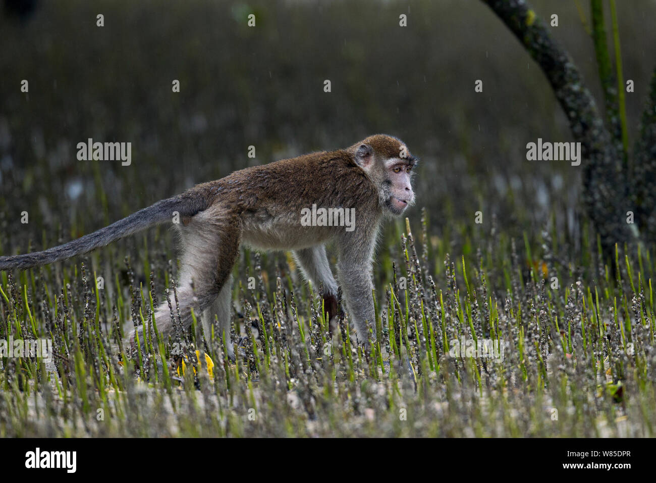 Long-tailed macaque (Macaca fascicularis) foraging in the mangrove ...