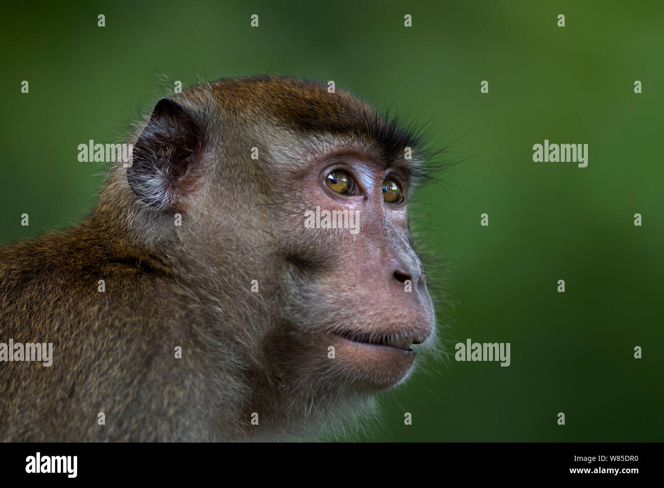 Long-tailed macaque (Macaca fascicularis) male portrait. Bako National ...