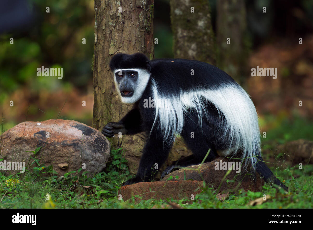 Eastern Black-and-white Colobus (Colobus guereza) walking on the ground ...