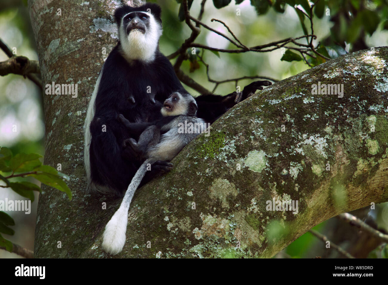 Acting aggressively hi-res stock photography and images - Alamy