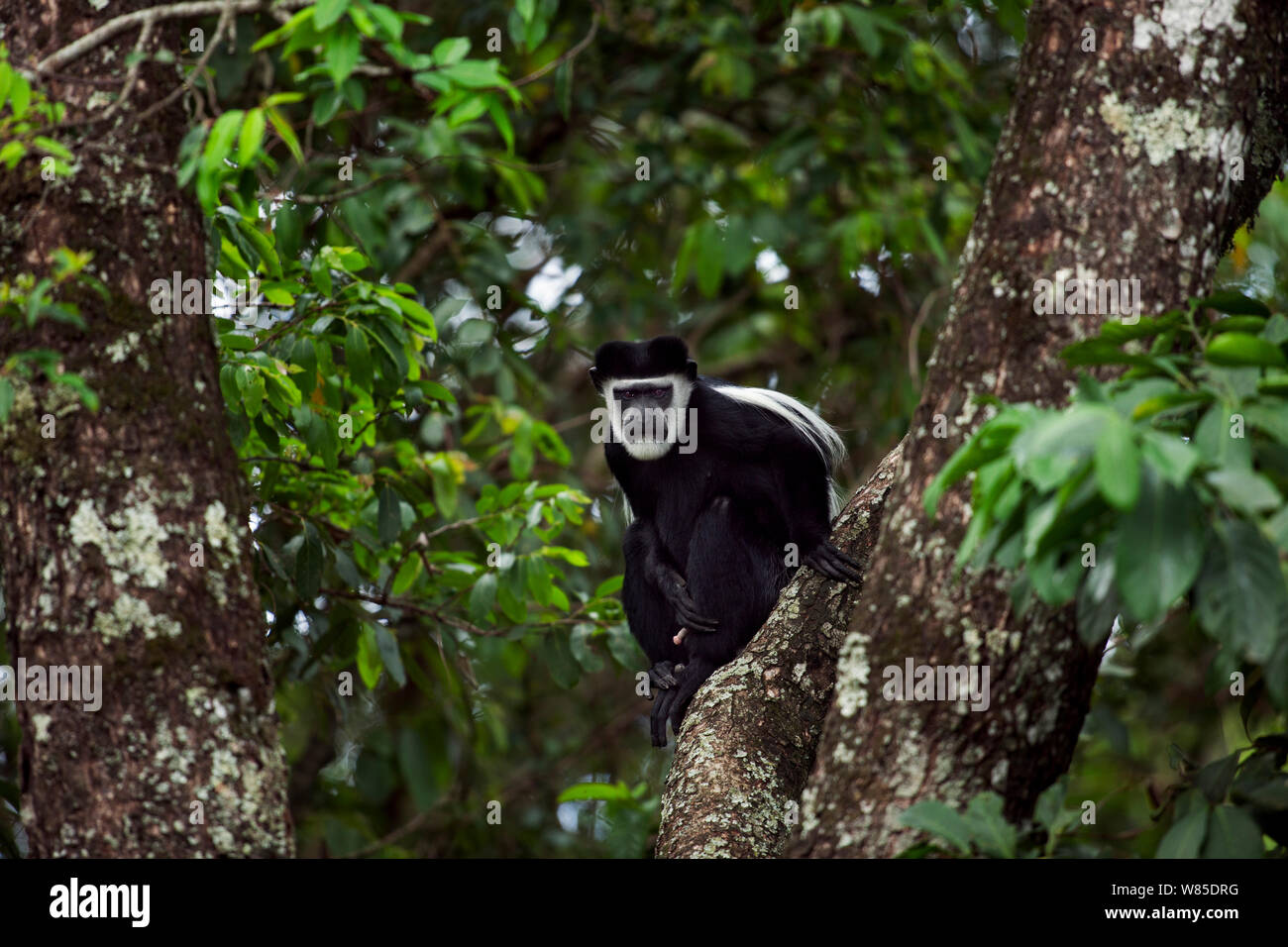 Eastern Black-and-white Colobus (Colobus guereza) male sitting in a ...
