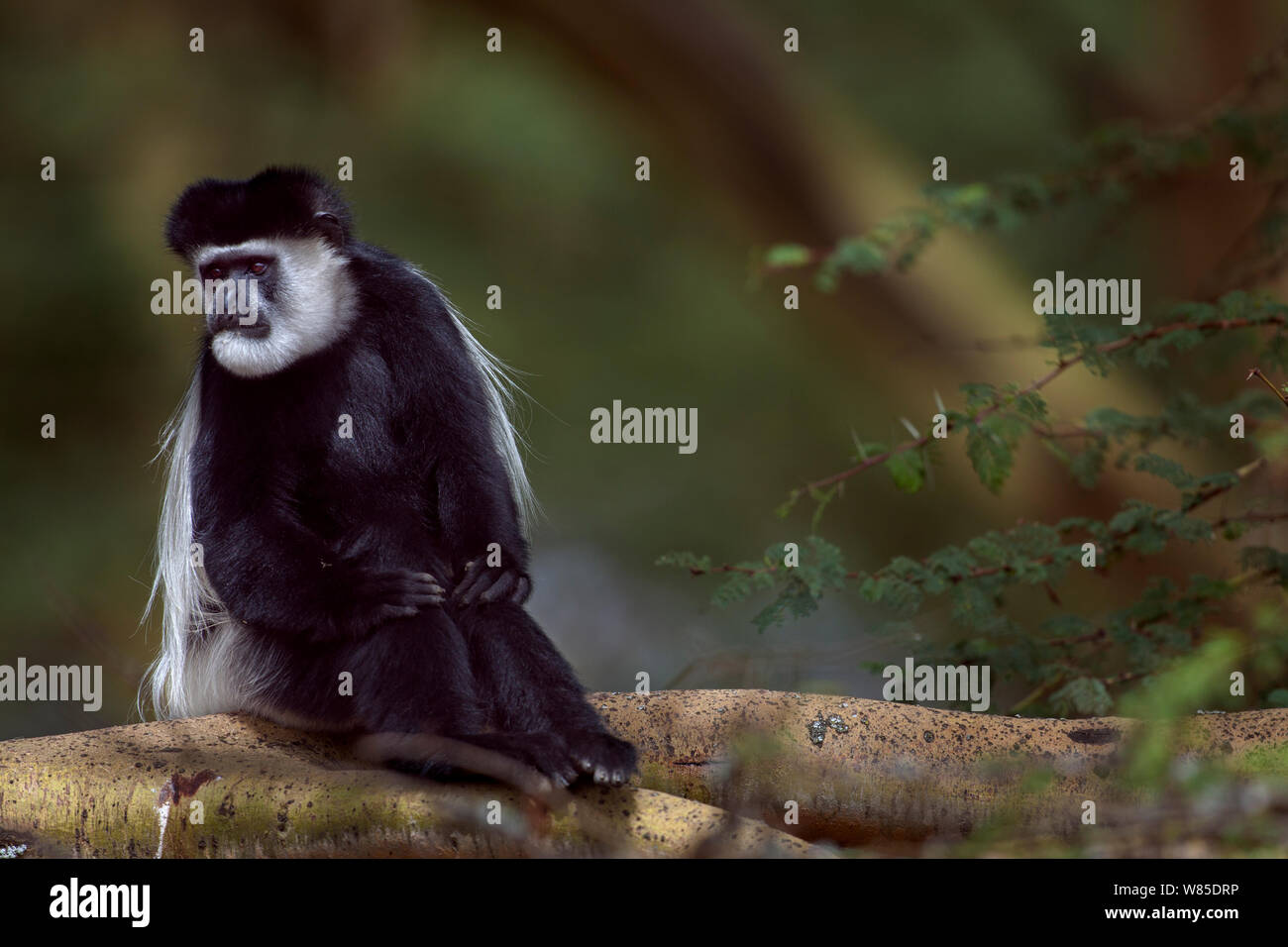 Eastern Black-and-white Colobus (Colobus guereza) male sitting in a ...
