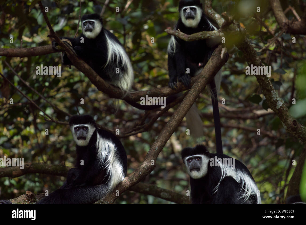 Black and white colobus monkeys hi-res stock photography and images - Alamy