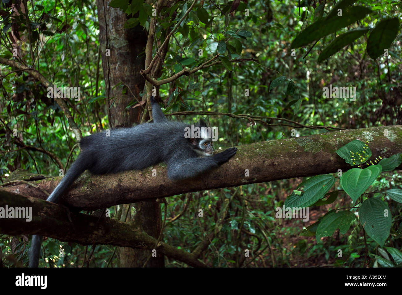 Northern Sumatran or Thomas Leaf monkey (Presbytis thomasi) female ...