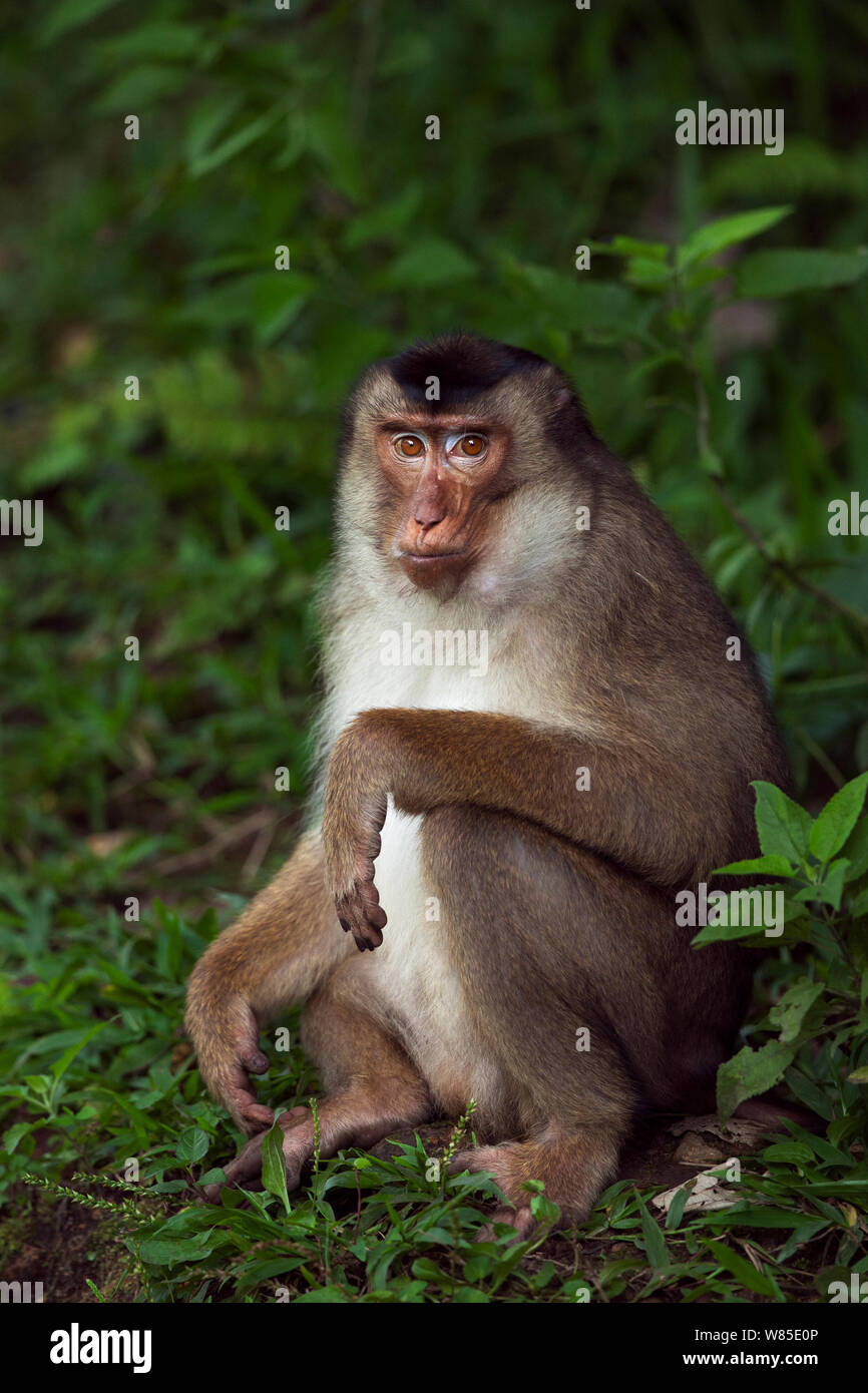 Southern or Sunda Pig-tailed macaque (Macaca nemestrina) female sitting ...