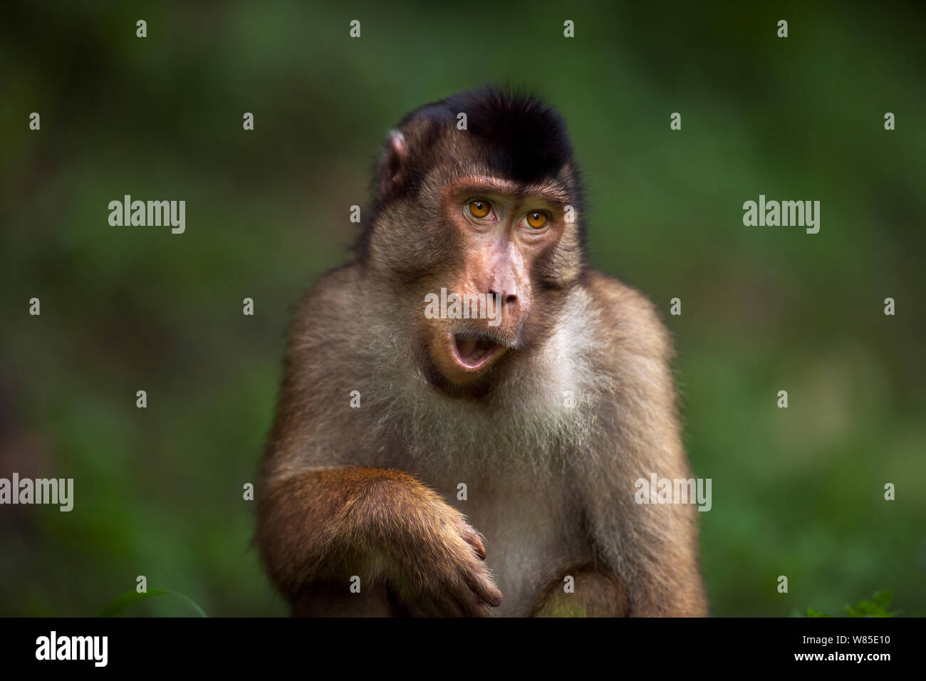 Macaque food pouch hi-res stock photography and images - Alamy