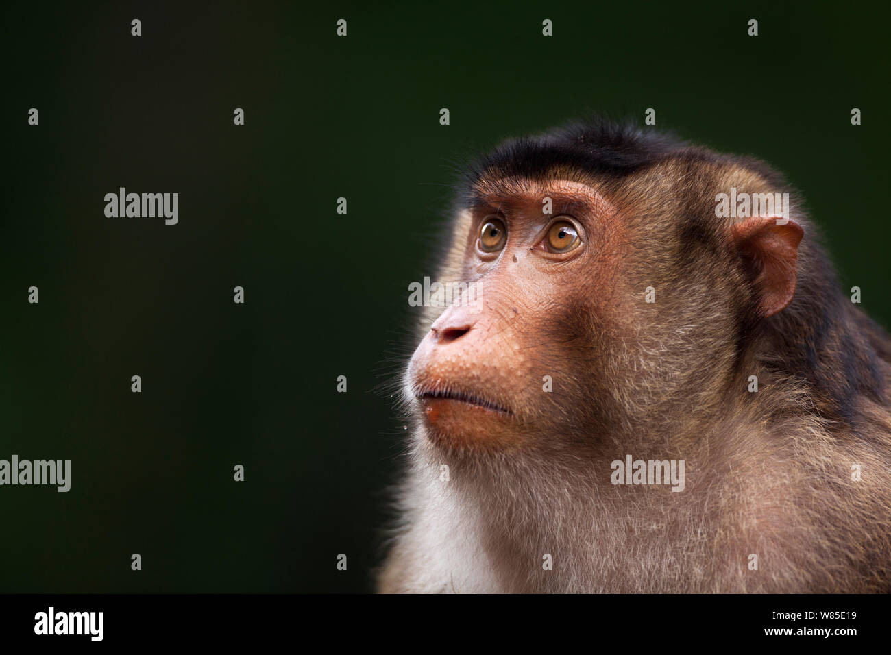 Pigtail macaque pig tailed macaque southern hi-res stock photography ...