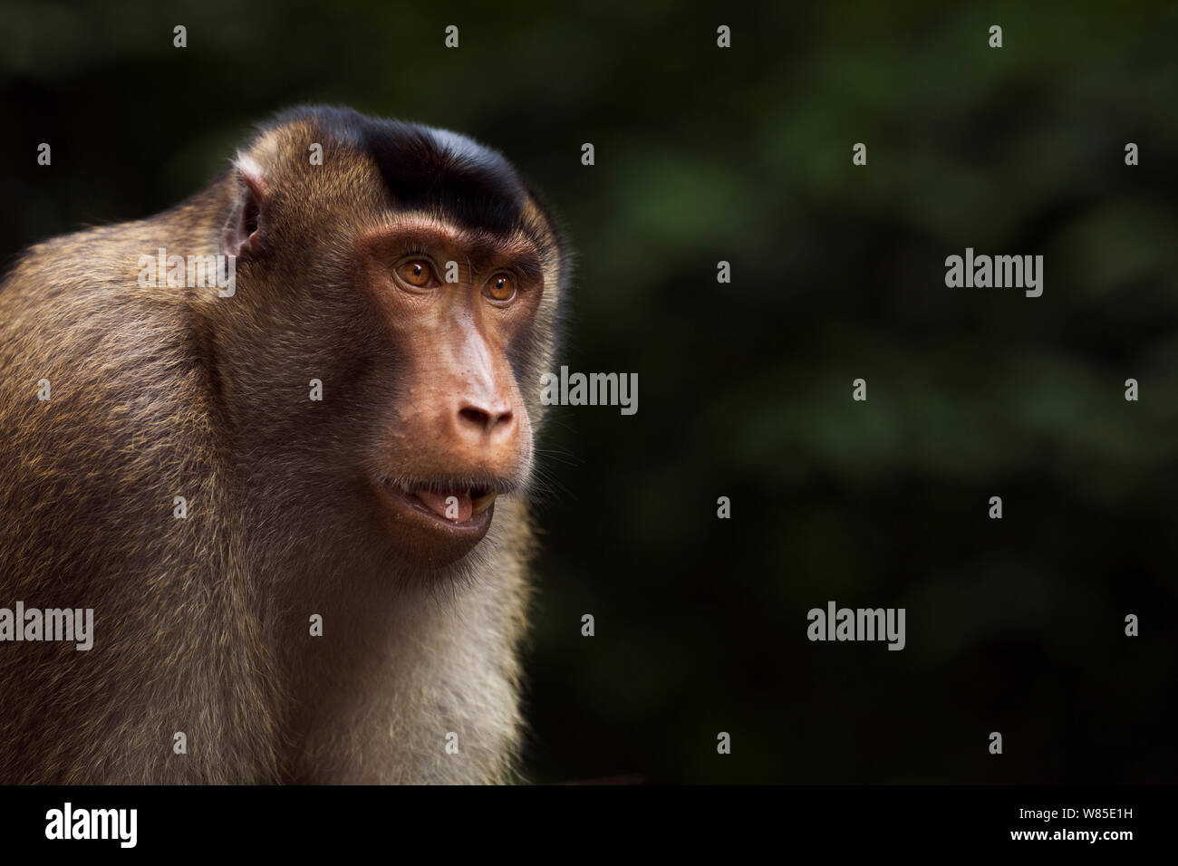 Pigtail macaque pig tailed macaque southern hi-res stock photography ...