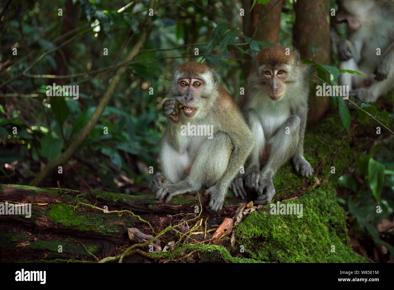 Stump tailed macaque hi-res stock photography and images - Alamy