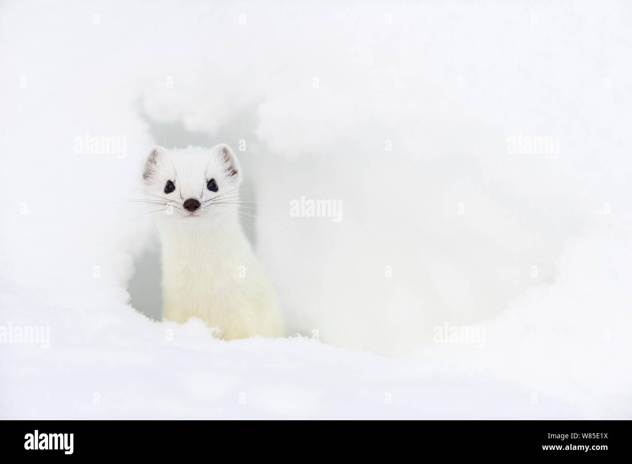 Stoat (Mustela erminea) in white winter coat emerging from den ...