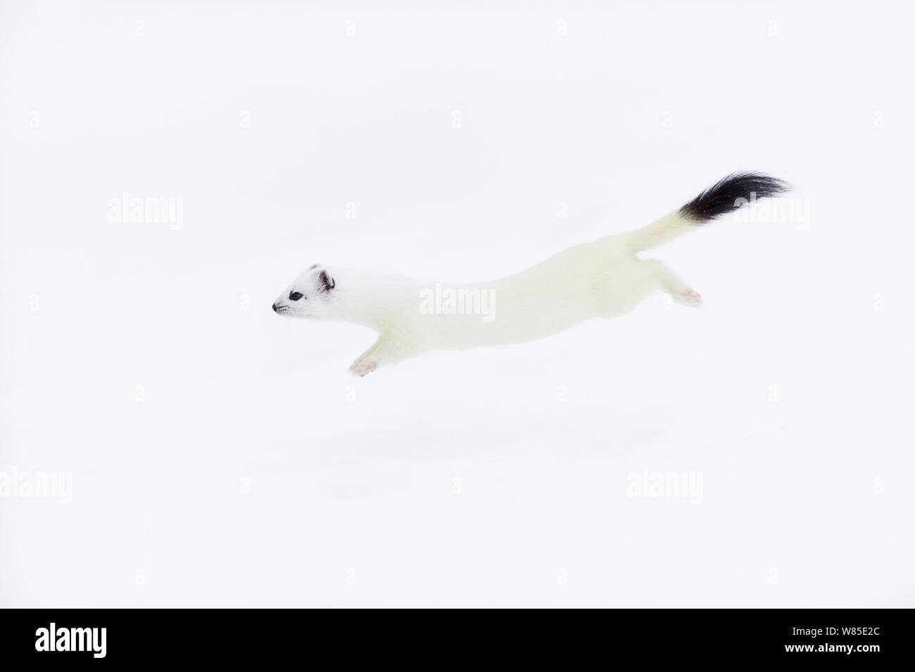 Stoat (Mustela erminea) in white winter coat, running. Vauldalen, Sor ...