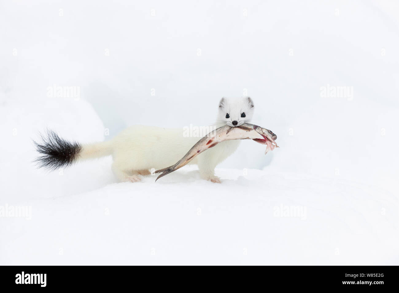 Stoat (Mustela erminea) in white winter coat with fish, Vauldalen, Sor ...