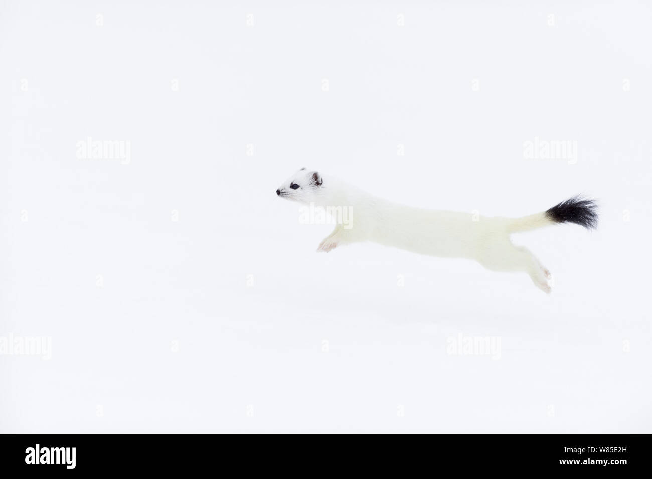Stoat (Mustela erminea) in white winter coat, running. Vauldalen, Sor ...