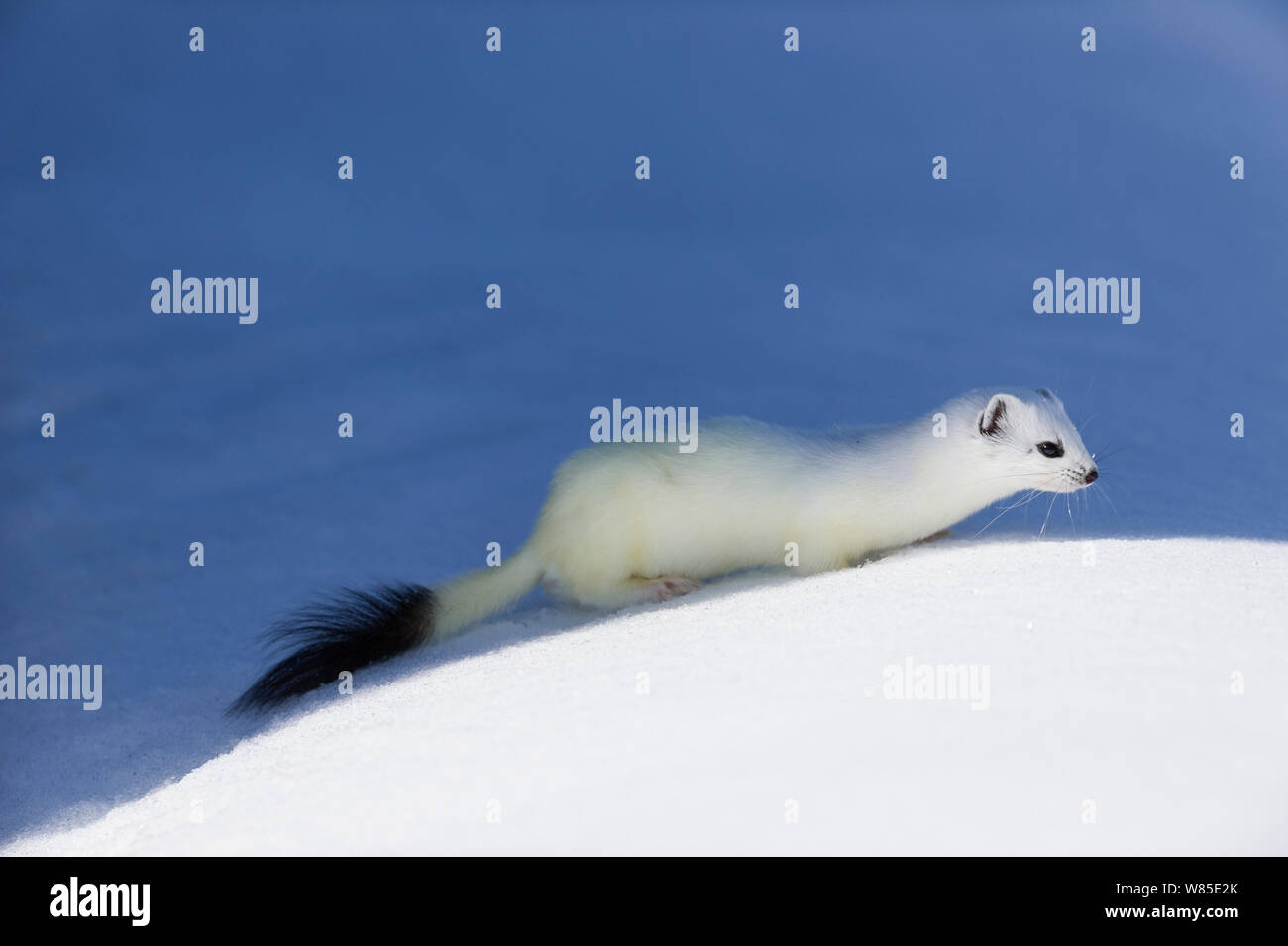 Stoat (Mustela erminea) in white winter coat. Vauldalen, Sor-Trondelag ...