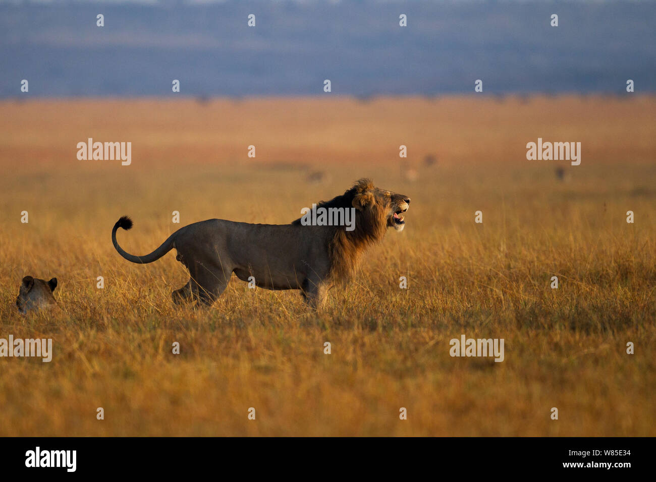 Territorial behaviour male lion marking hi-res stock photography and ...