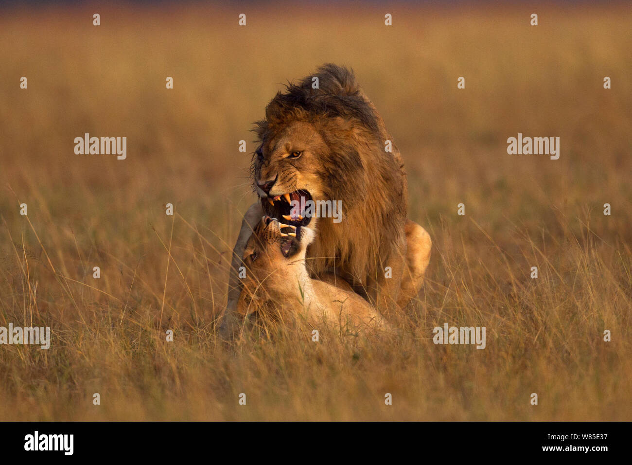 African lions mating (Panthera leo). Maasai Mara National Reserve ...