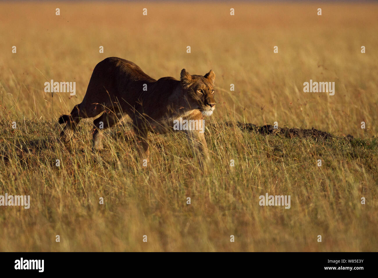 African Lioness (Panthera leo) running through grass. Maasai Mara ...